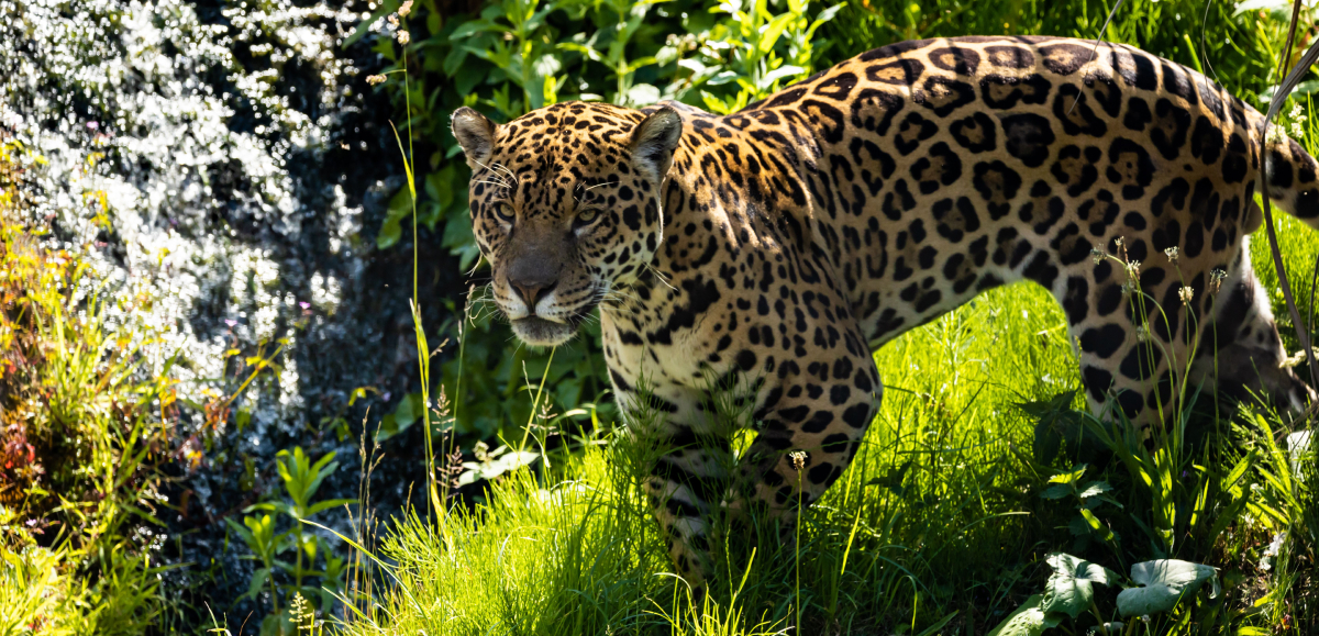 The Mayan Library - Open research and development e-platform