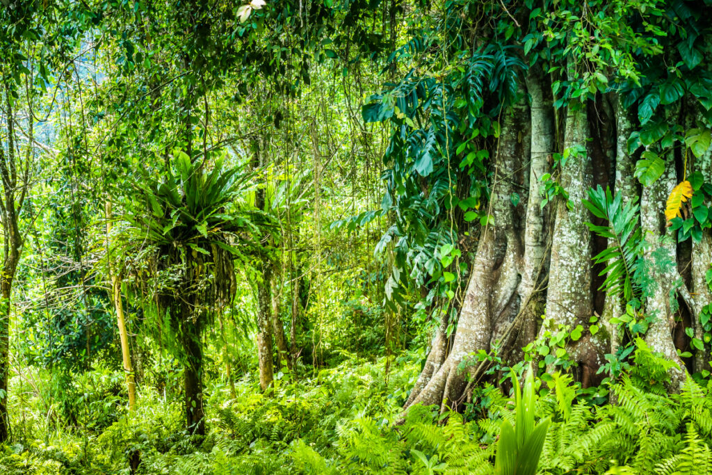 Mayan Nature & Animals Library