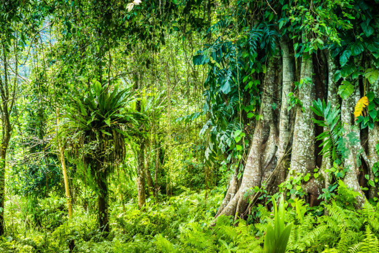 Mayan Nature & Animals Library